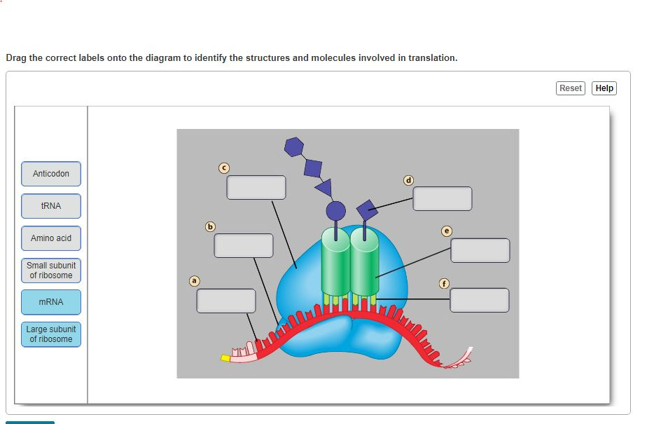Solved Drag the correct labels onto the diagram to identify | Chegg.com