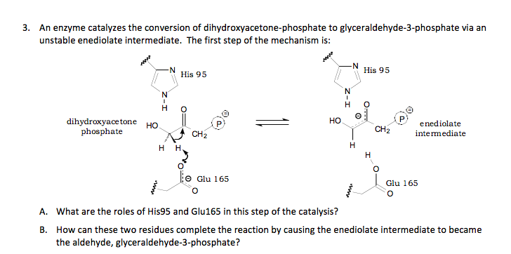 Solved 3. An enzyme catalyzes the conversion of | Chegg.com