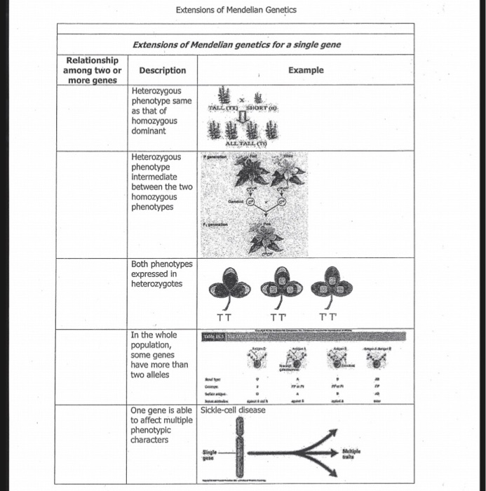 Solved Extensions of Mendelian Genetics Extensions of | Chegg.com