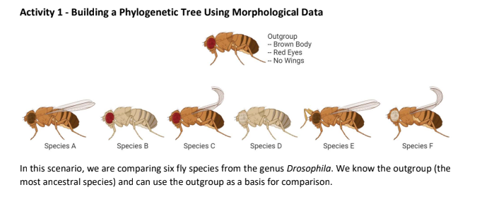 Solved Activity 1 - Building a Phylogenetic Tree Using | Chegg.com