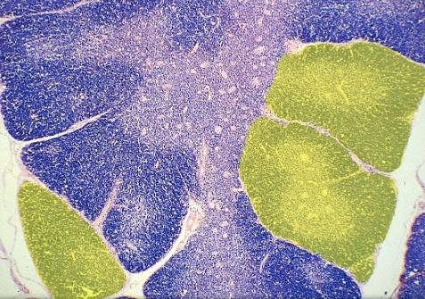 Solved Which structure is highlighted? capsule of | Chegg.com