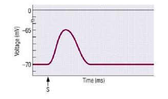 Solved 9) The graph here shows a change in membrane | Chegg.com