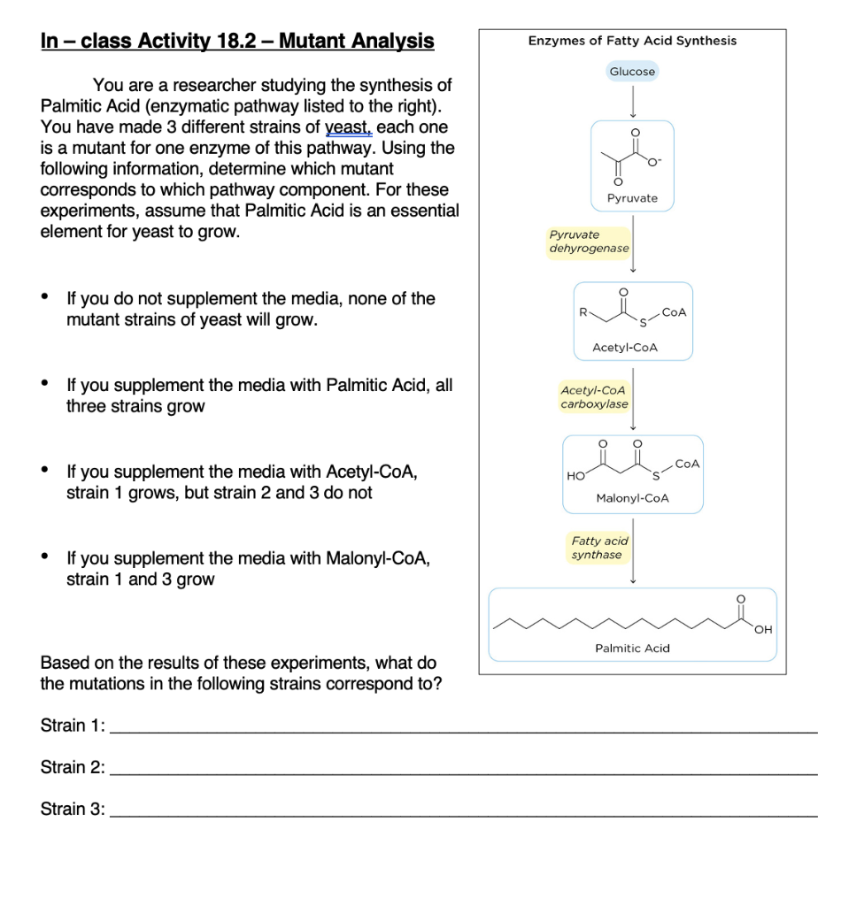Solved In - class Activity 18.2 – Mutant Analysis Enzymes of | Chegg.com