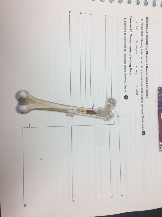 Solved Identifying Classes of Bones Based on Shape Which of | Chegg.com