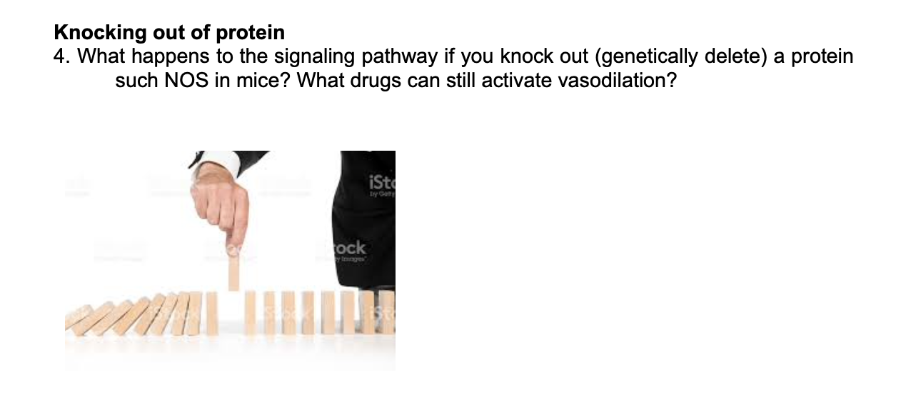 Solved Knocking out of protein 4. What happens to the | Chegg.com