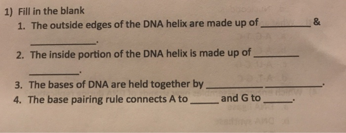 Solved 1) Fill in the blank 1. The outside edges of the DNA | Chegg.com