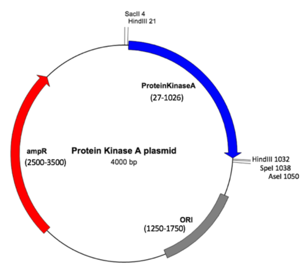 Solved Consider the plasmid map shown below. The positions | Chegg.com