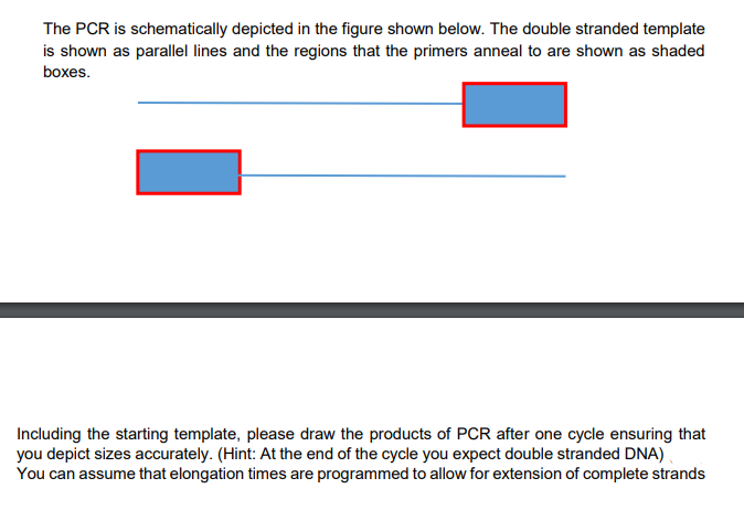 Solved The PCR is schematically depicted in the figure shown | Chegg.com