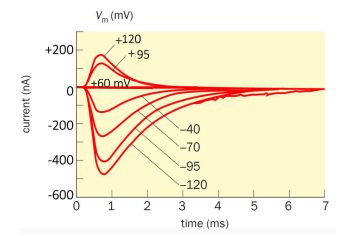 In a voltage-clamp experiment, you observed the | Chegg.com