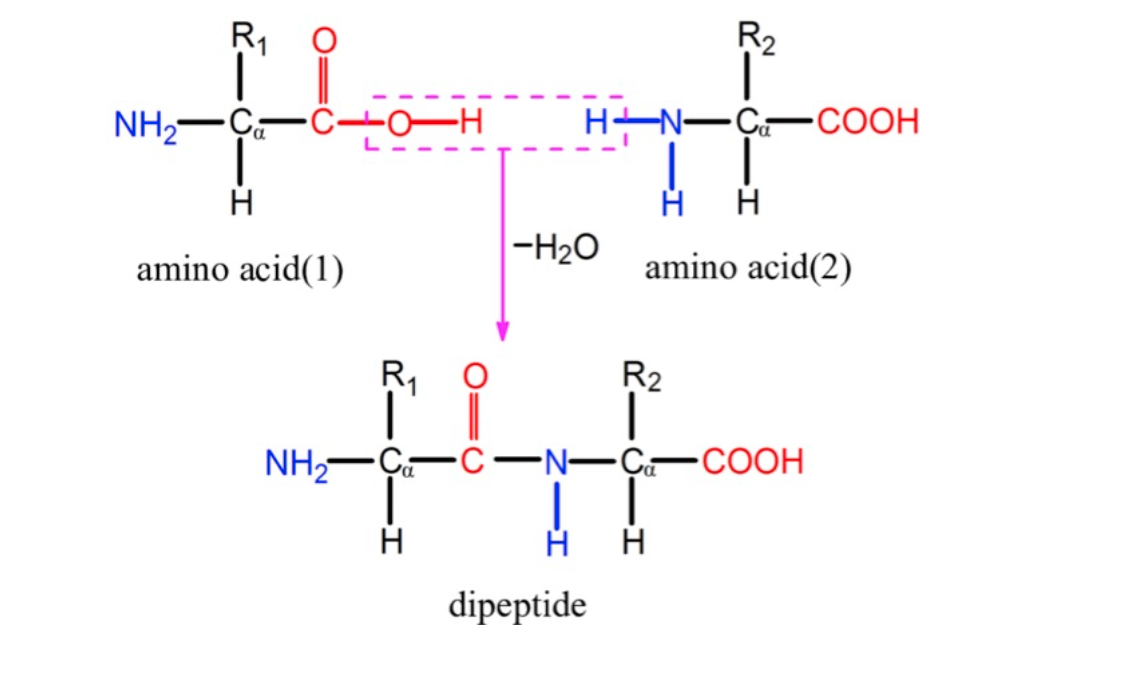 Solved QUESTION 11 The following reaction shows the | Chegg.com