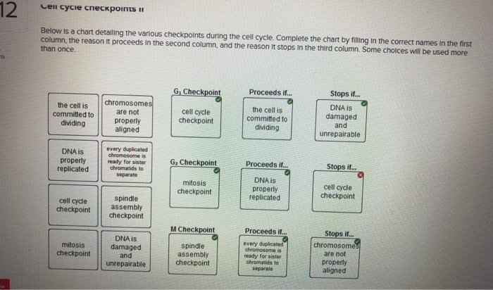 Cell Cycle Checkpoints Graph