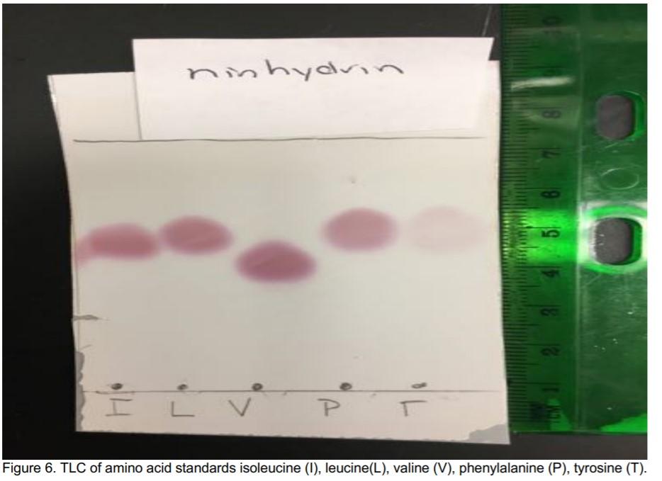 Solved ninhydrin 3 4 5 6 Р P Figure 6. TLC of amino acid | Chegg.com