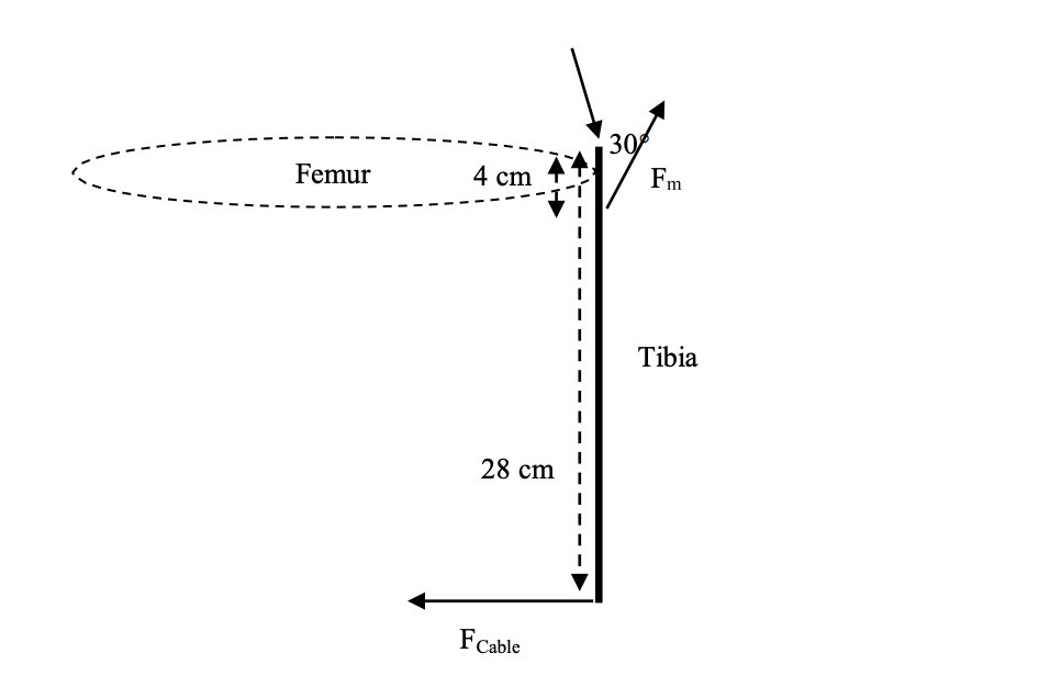 Solved a) The radius of gyration of the leg (tibia) is 0.08 | Chegg.com