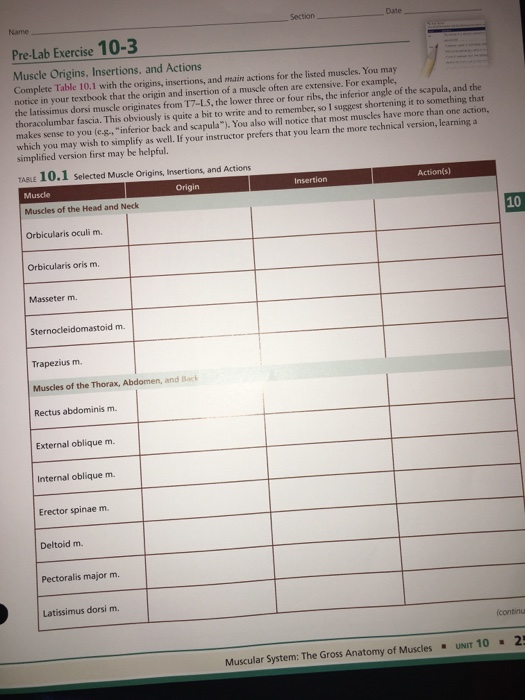 Solved Name Section Date Pre-Lab Exercise 10-3 Muscle | Chegg.com