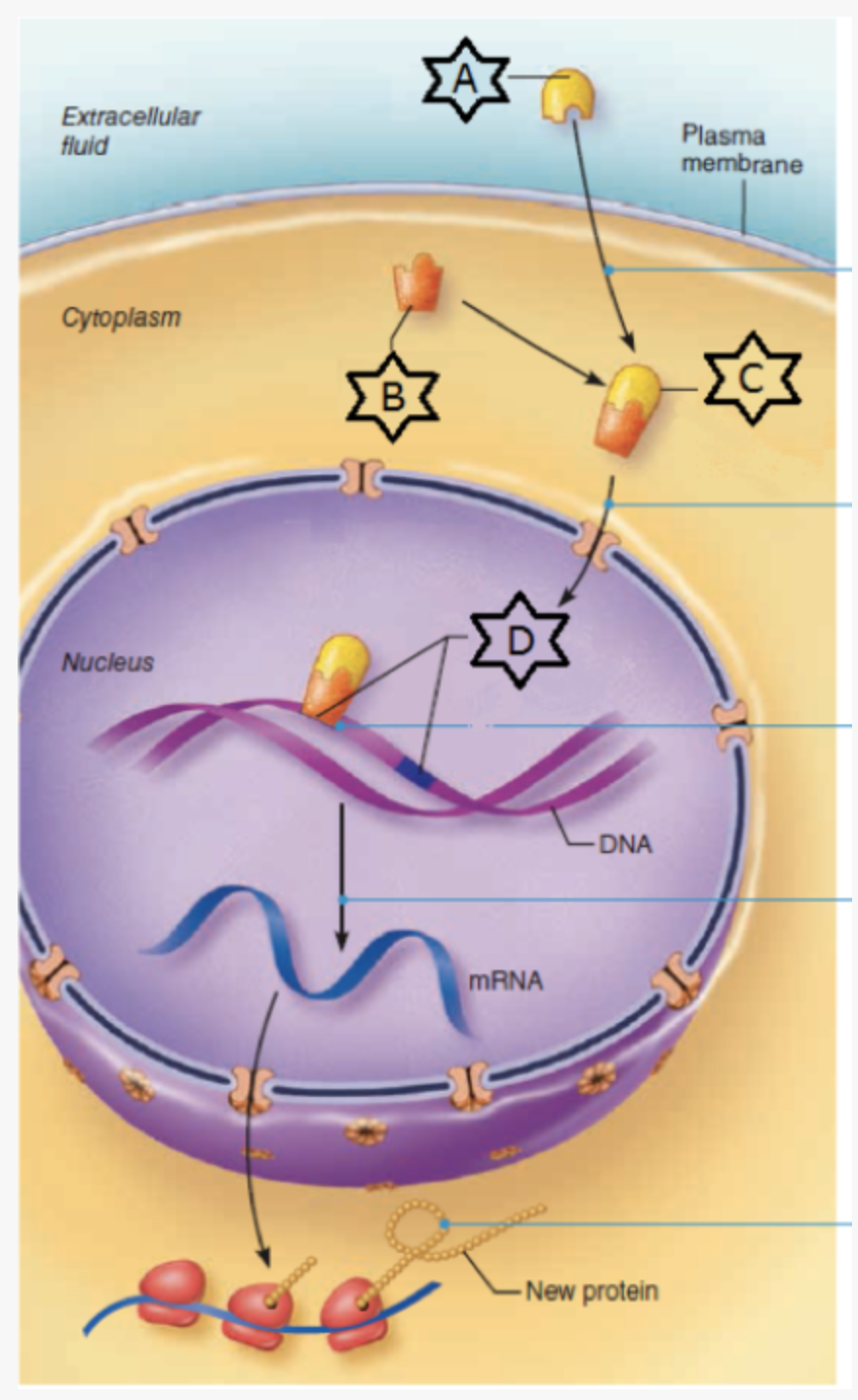 Solved Below is a diagram of the gene activation pathway | Chegg.com