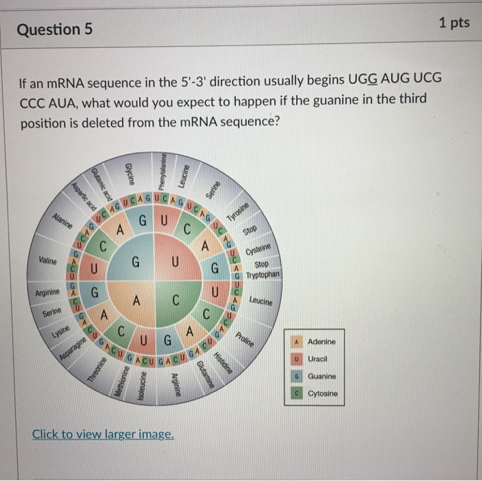 Solved Question 5 1 pts If an mRNA sequence in the 5'-3' | Chegg.com