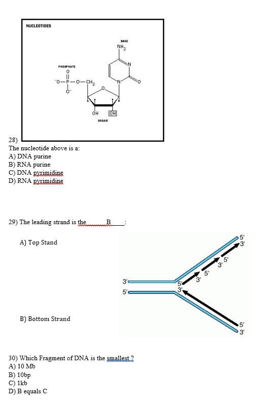 Solved NUCLEOTIDES BASE NH2 EN PHOSPHATE o 10-P O-CH2 OH OH | Chegg.com