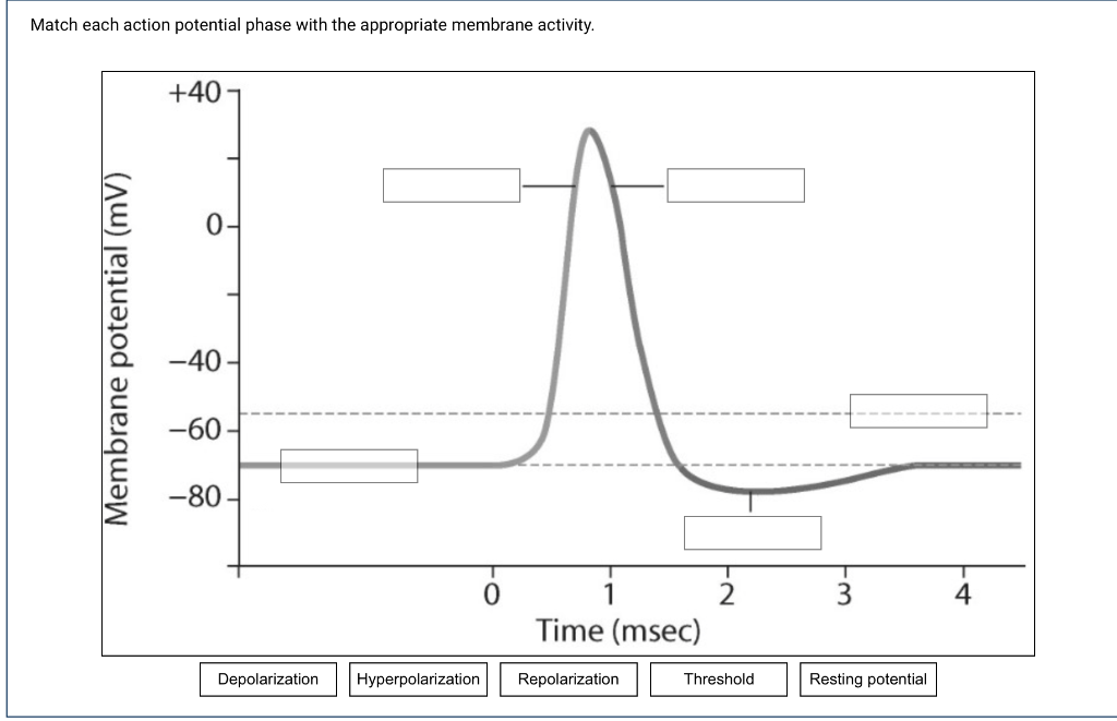 Solved Match each action potential phase with the | Chegg.com