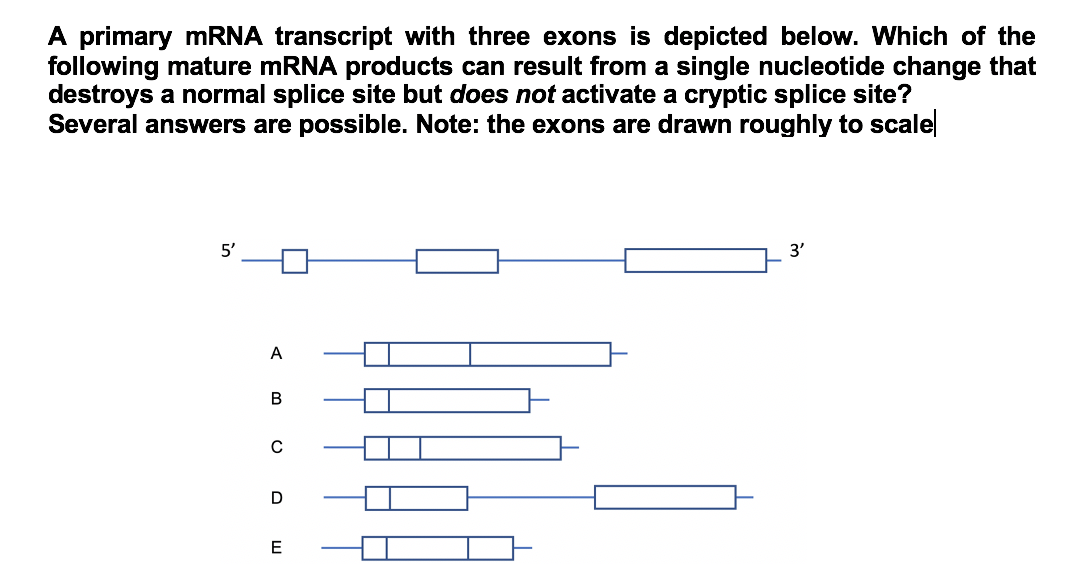 A primary mRNA transcript with three exons is | Chegg.com