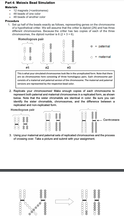 Solved Part 4: Meiosis Bead Simulation Materials - 12 | Chegg.com