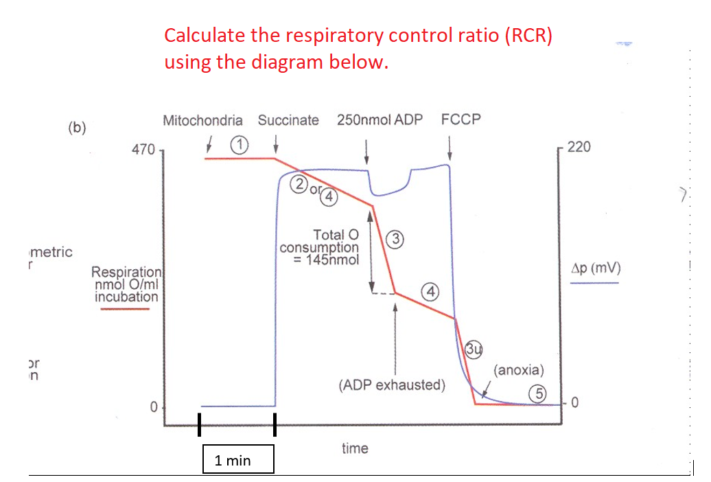 Solved Calculate the respiratory control ratio (RCR) using | Chegg.com