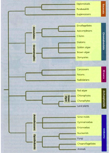 Solved 10. a. Examine ALL the organisms in the cladogram. | Chegg.com
