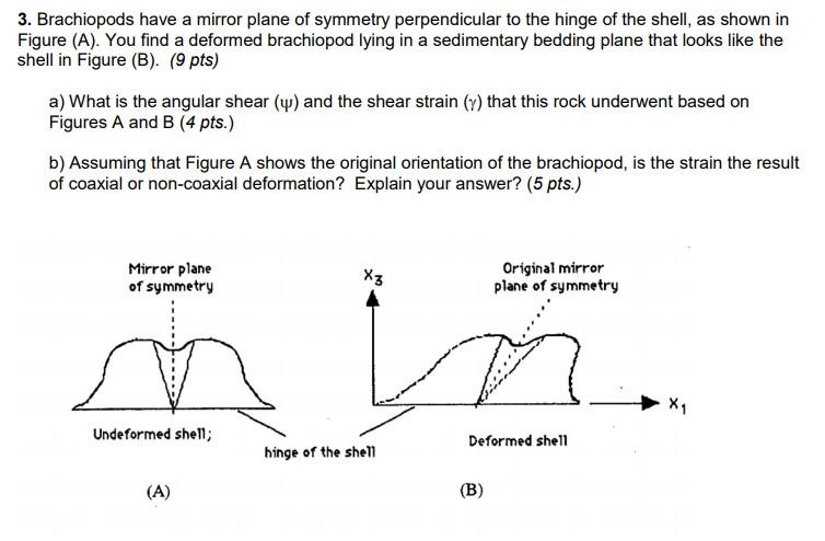 Solved 3. Brachiopods have a mirror plane of symmetry | Chegg.com