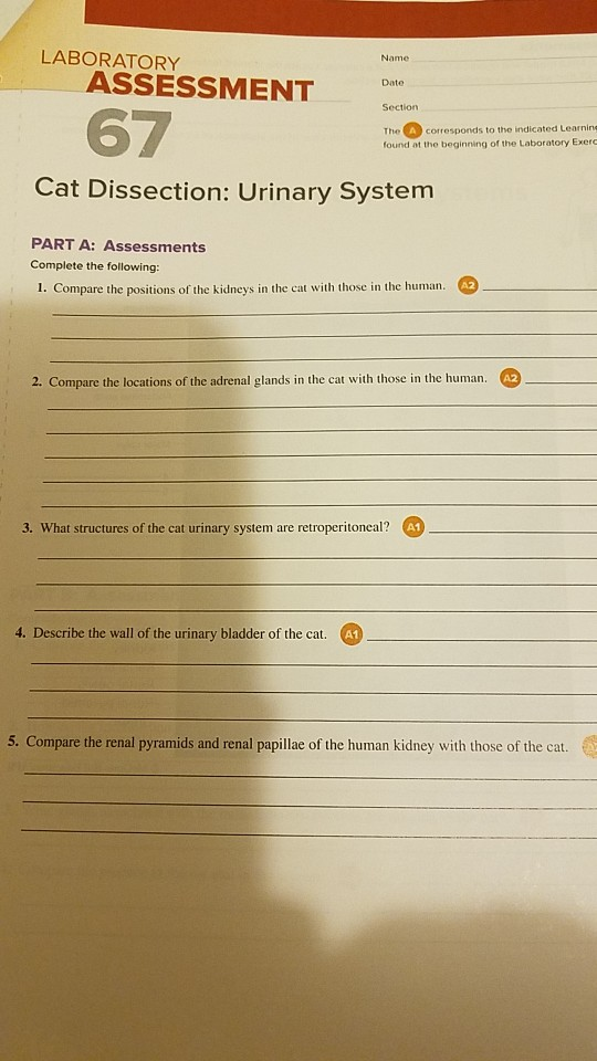 Cat Dissection Urinary System