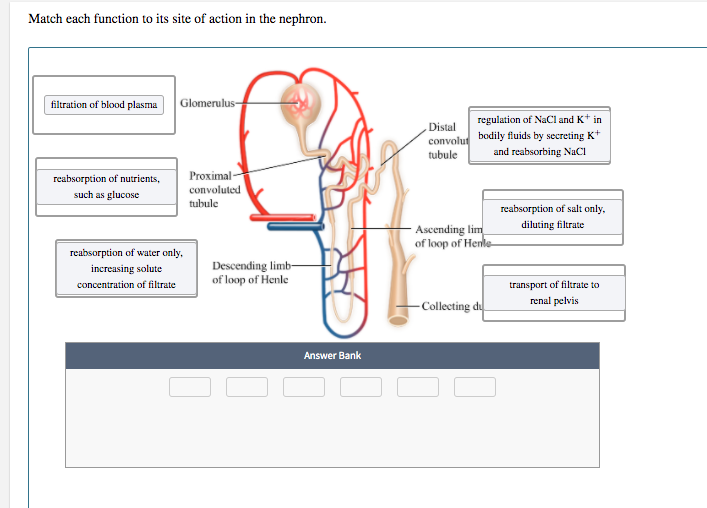 Solved Match each function to its site of action in the | Chegg.com