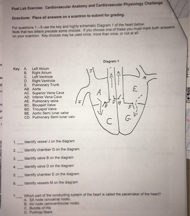 Solved Post Lab Exercise: Cardiovascular Anatomy and | Chegg.com