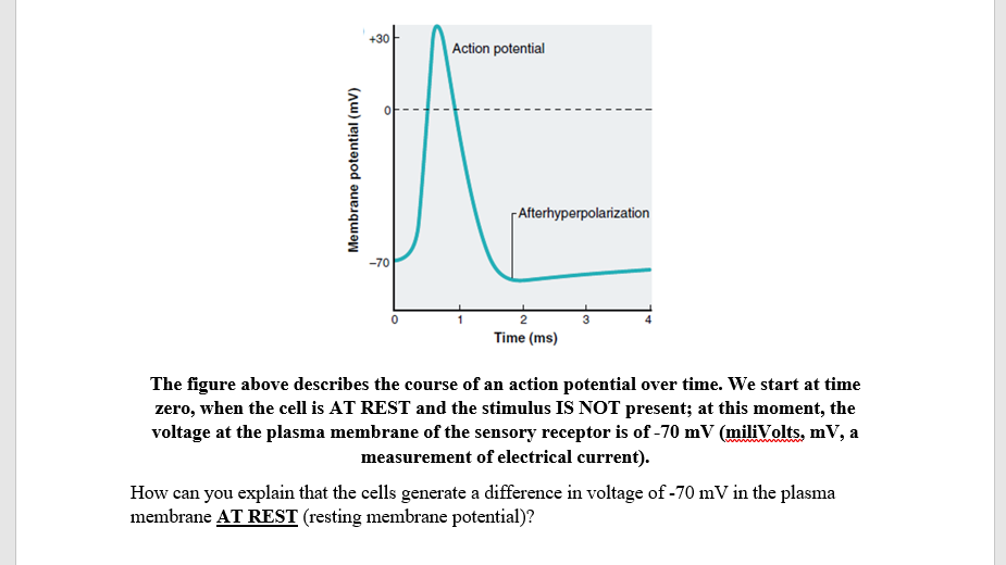 Solved +30 Action potential Afterhyperpolarization -70 2 | Chegg.com