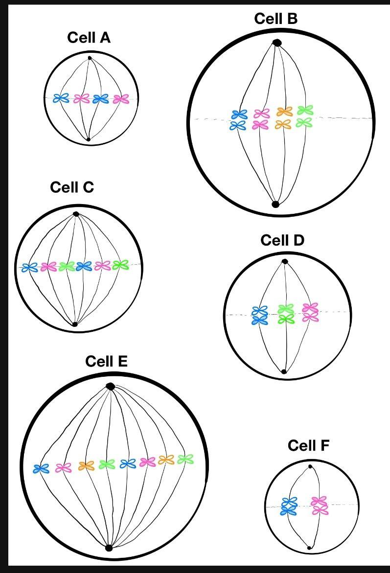 Solved Cell F | Chegg.com