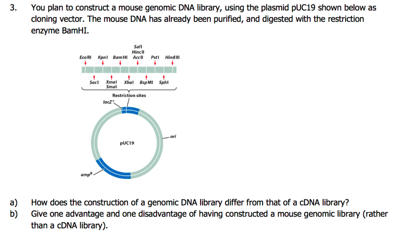 Solved 3. You plan to construct a mouse genomic DNA library, | Chegg.com