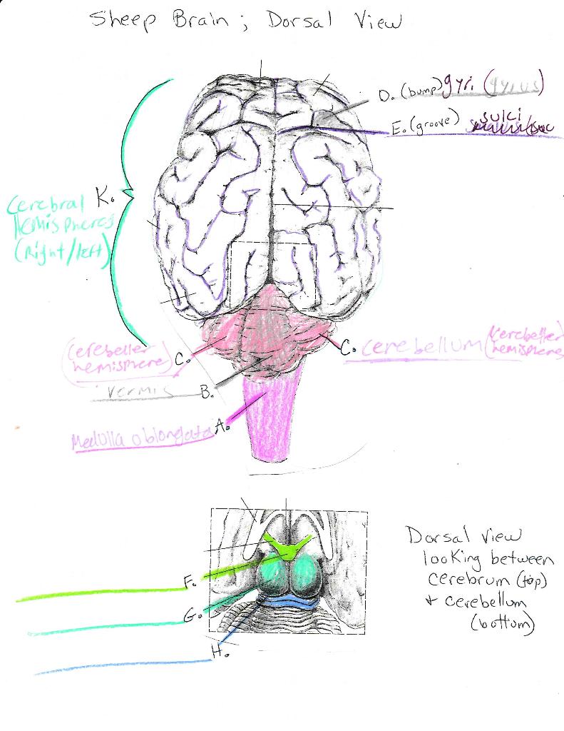 Sheep Brain Labeled
