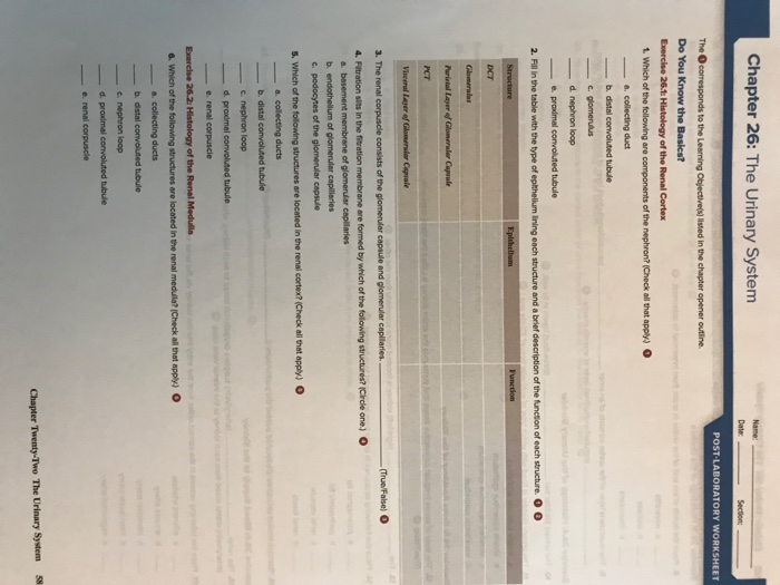 Solved Chapter 26: The Urinary System Dater POST-LABORATORY | Chegg.com