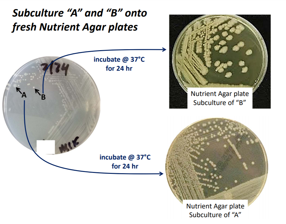 Solved Identification of the Gram-positive isolate The | Chegg.com
