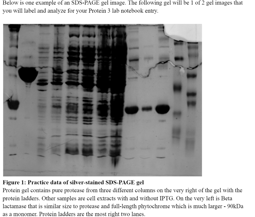 Below is one example of an SDS-PAGE gel image. The | Chegg.com