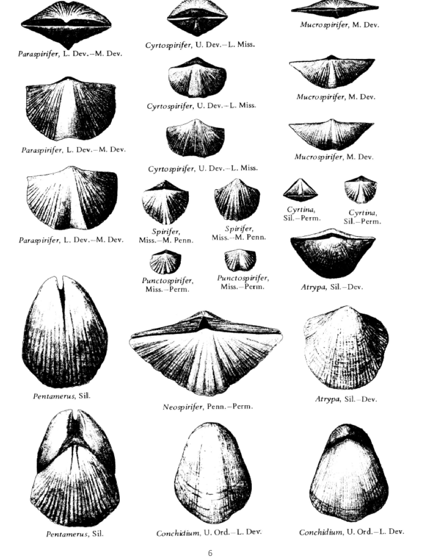 Solved Part 2: Biostratigraphic correlation is | Chegg.com