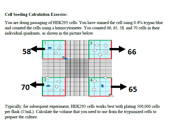 Solved Cell Seeding Calculation Exercise: You are doing | Chegg.com