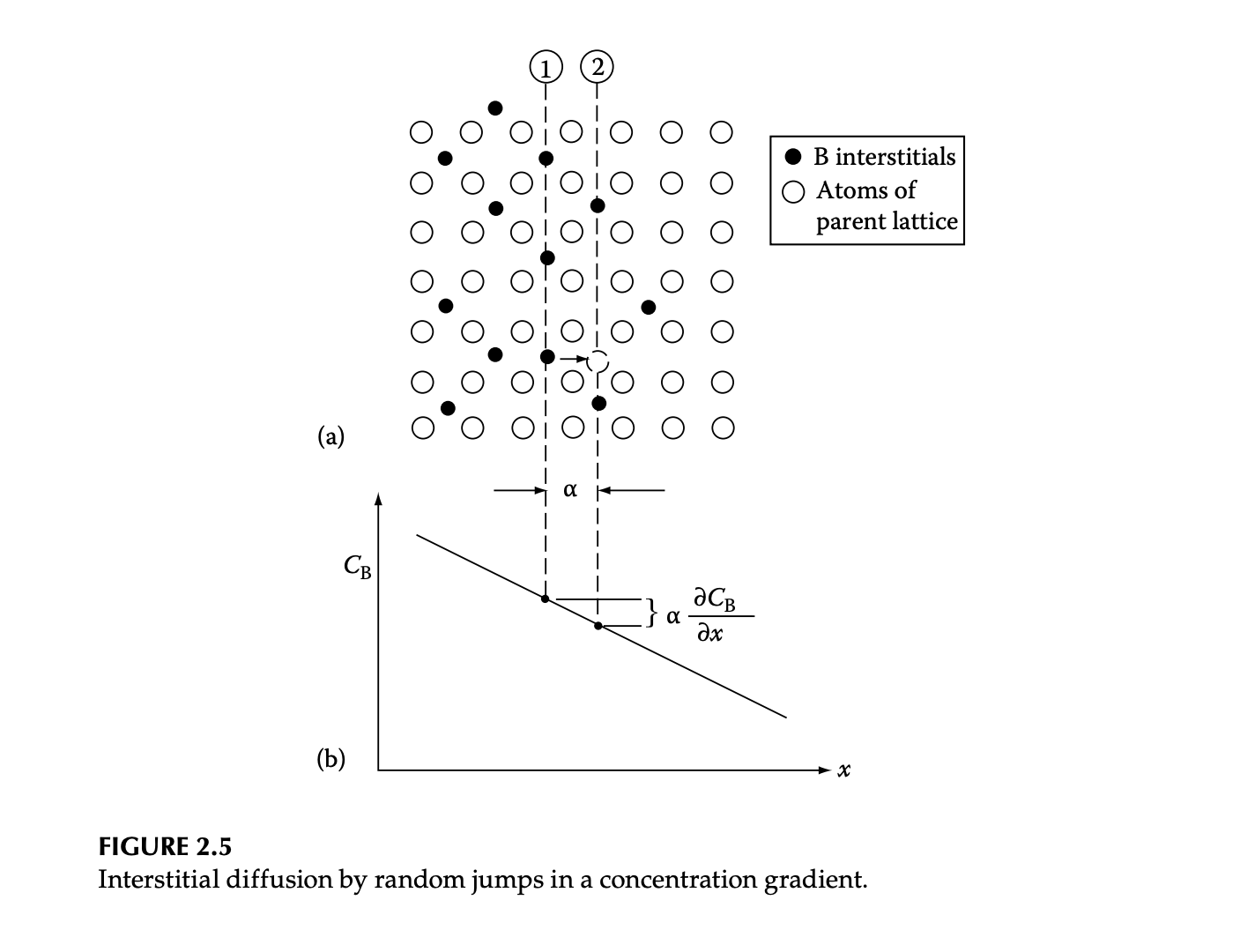 Solved FIGUI Interstitial diffusion by random jumps in a | Chegg.com