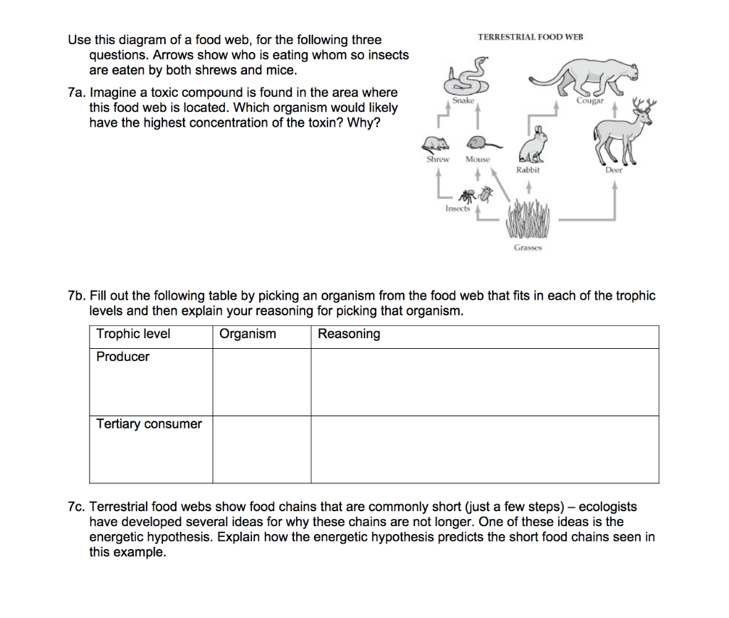 Terrestrial Food Web Example