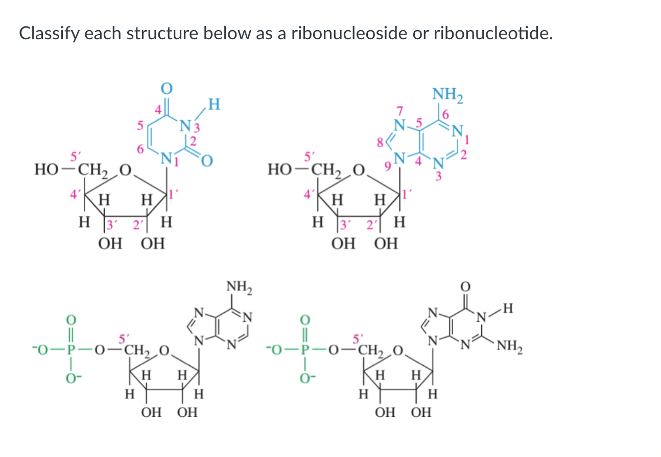 Solved Classify each structure below as a ribonucleoside or | Chegg.com
