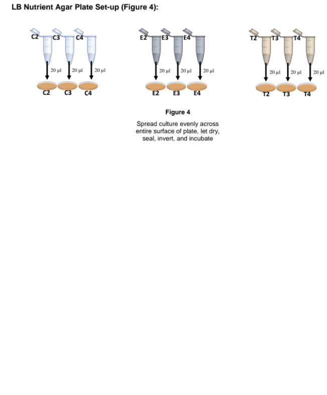 Solved Laboratory Protocol Materials: sterile LB broth | Chegg.com