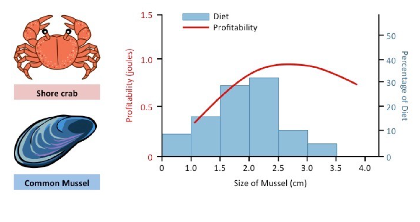 Solved Based on what you know about optimal foraging theory | Chegg.com