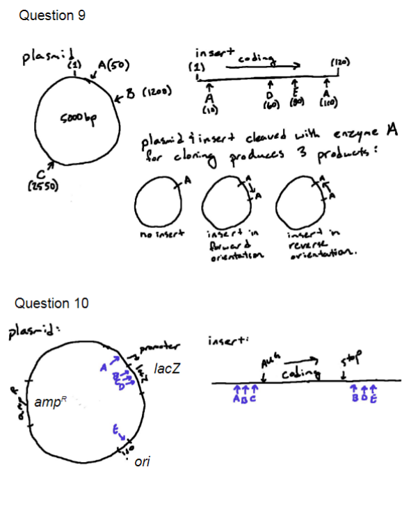 1. In performing a hypothetical cloning experiment, a | Chegg.com