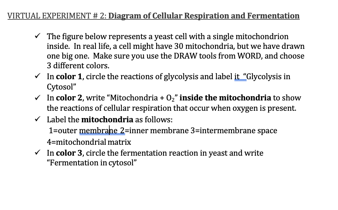 Solved VIRTUAL EXPERIMENT # 2: Diagram of Cellular | Chegg.com