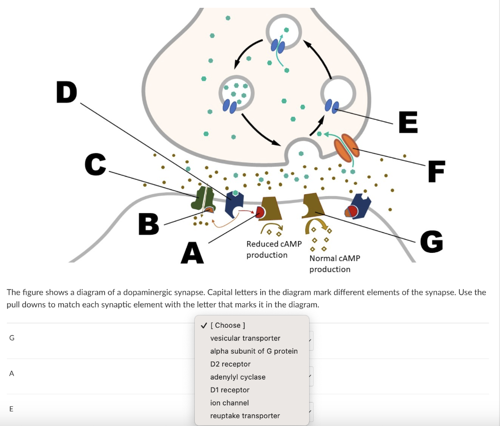 Solved The figure shows a diagram of a dopaminergic synapse. | Chegg.com