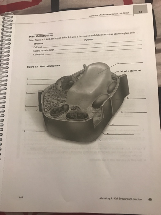 Solved Plant Cell Structure abel Fiwre 4.3. With the help of | Chegg.com