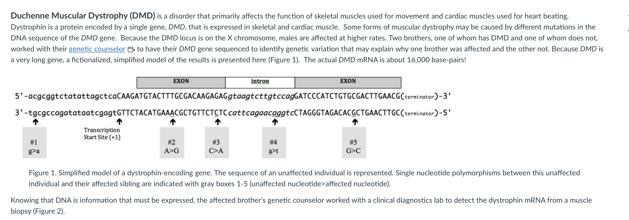 Consider single nucleotide polymorphism (SNP) #1 | Chegg.com