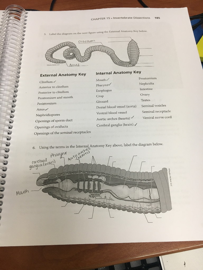 Solved CHAPTER 15 Invertebrate Dissections 185 5. Label the | Chegg.com